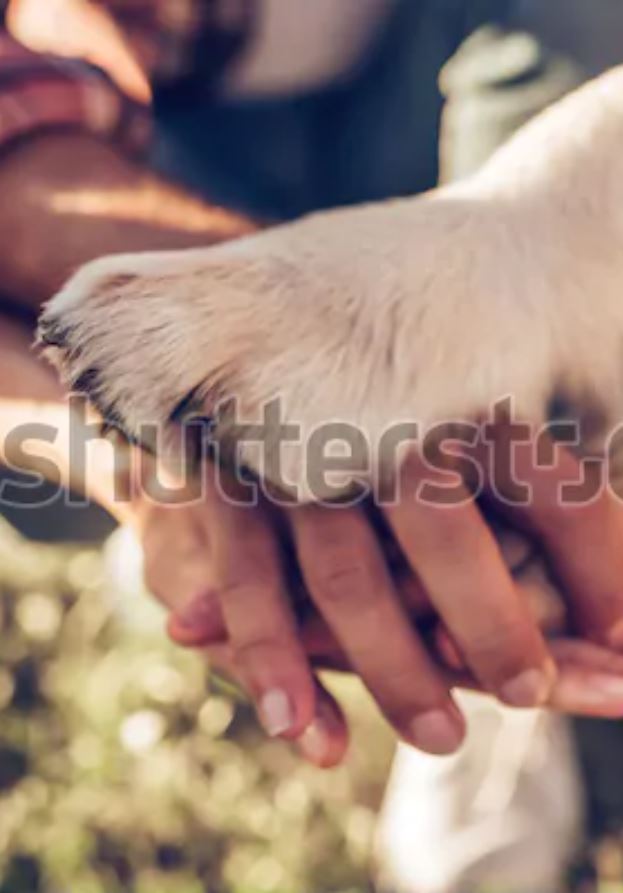 2020-07-07 20_21_09-Hands Paws All Family Members Father Stock Photo ...